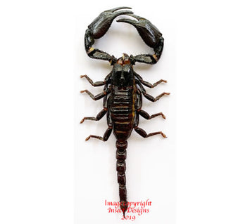 Dried scorpions for sale at Insect Designs