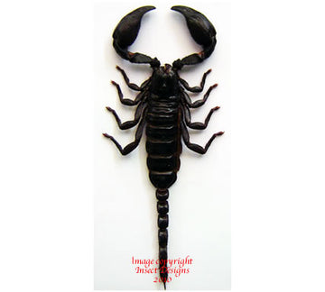 Dried scorpions for sale at Insect Designs