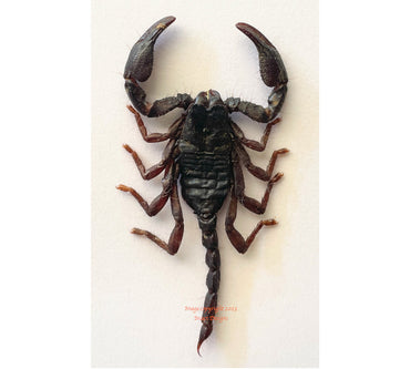 Dried scorpions for sale at Insect Designs