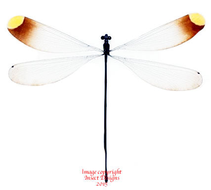 Microstigma rotundatum (Peru) - quality dried insects for sale – Insect ...