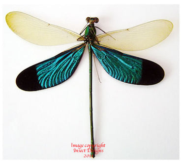 Insect specimens at Insect Designs - Dragonflies and Damselflies