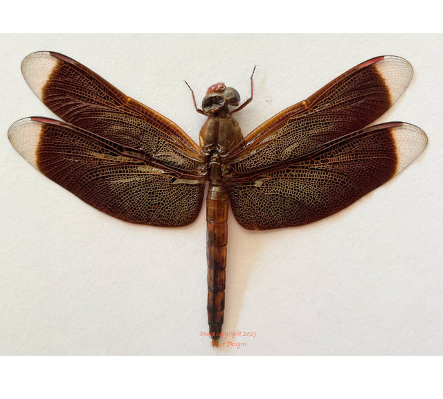 Insect specimens at Insect Designs - Dragonflies and Damselflies