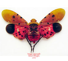 Insect specimens at Insect Designs - Lanternflies