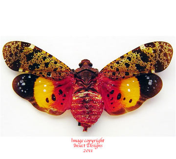 Insect specimens at Insect Designs - Lanternflies