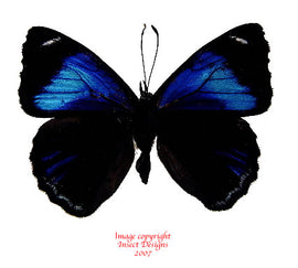 What's New in Butterflies and Moths at Insect Designs