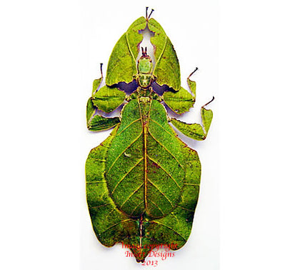 Insect specimens at Insect Designs - Leaf Insects