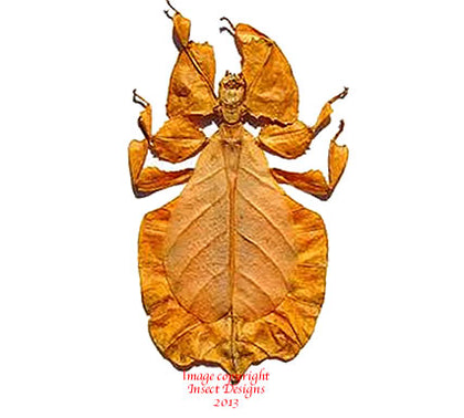 Insect specimens at Insect Designs - Leaf Insects