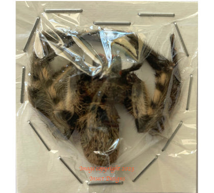 Dried spider specimens for sale at Insect Designs