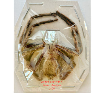 Dried spider specimens for sale at Insect Designs