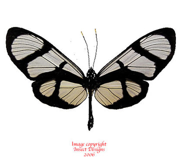 Butterflies at Insect Designs - Ithomidae