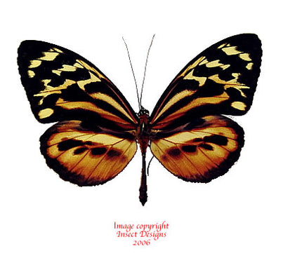 Butterflies at Insect Designs - Ithomidae
