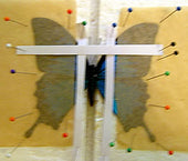 Setting Instructions – Insect Designs